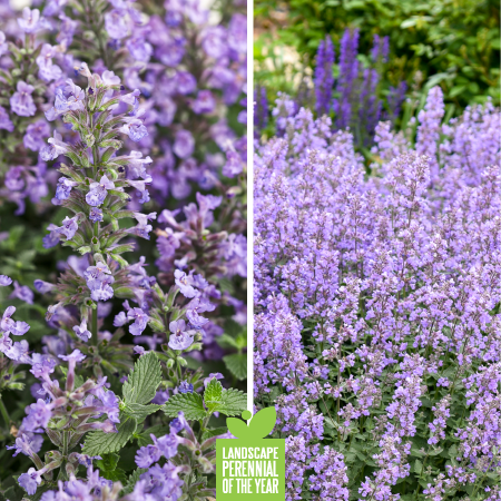Plants of the Year - Four Star | Grower & Supplier of Proven Winners