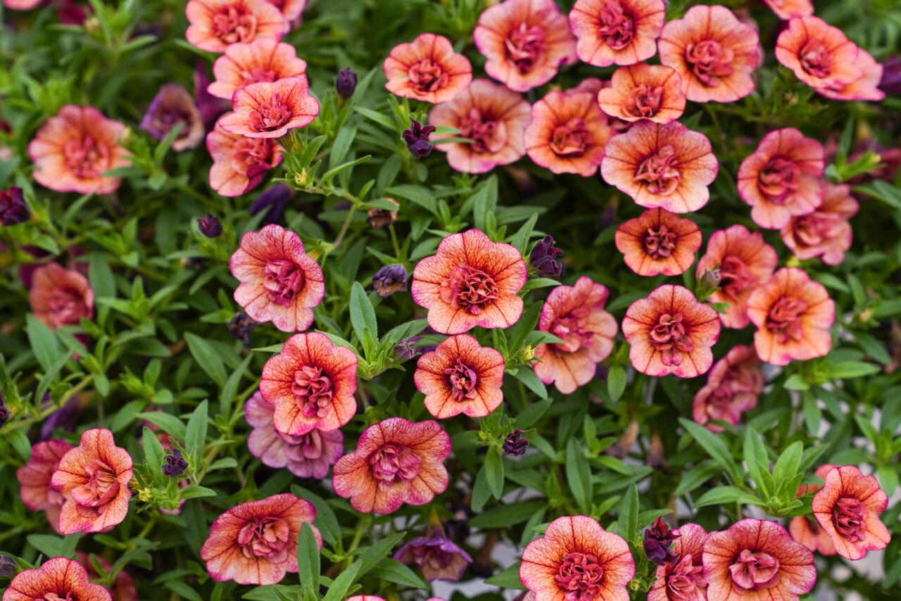 About Proven Winners® - Four Star | Grower & Supplier of Proven Winners