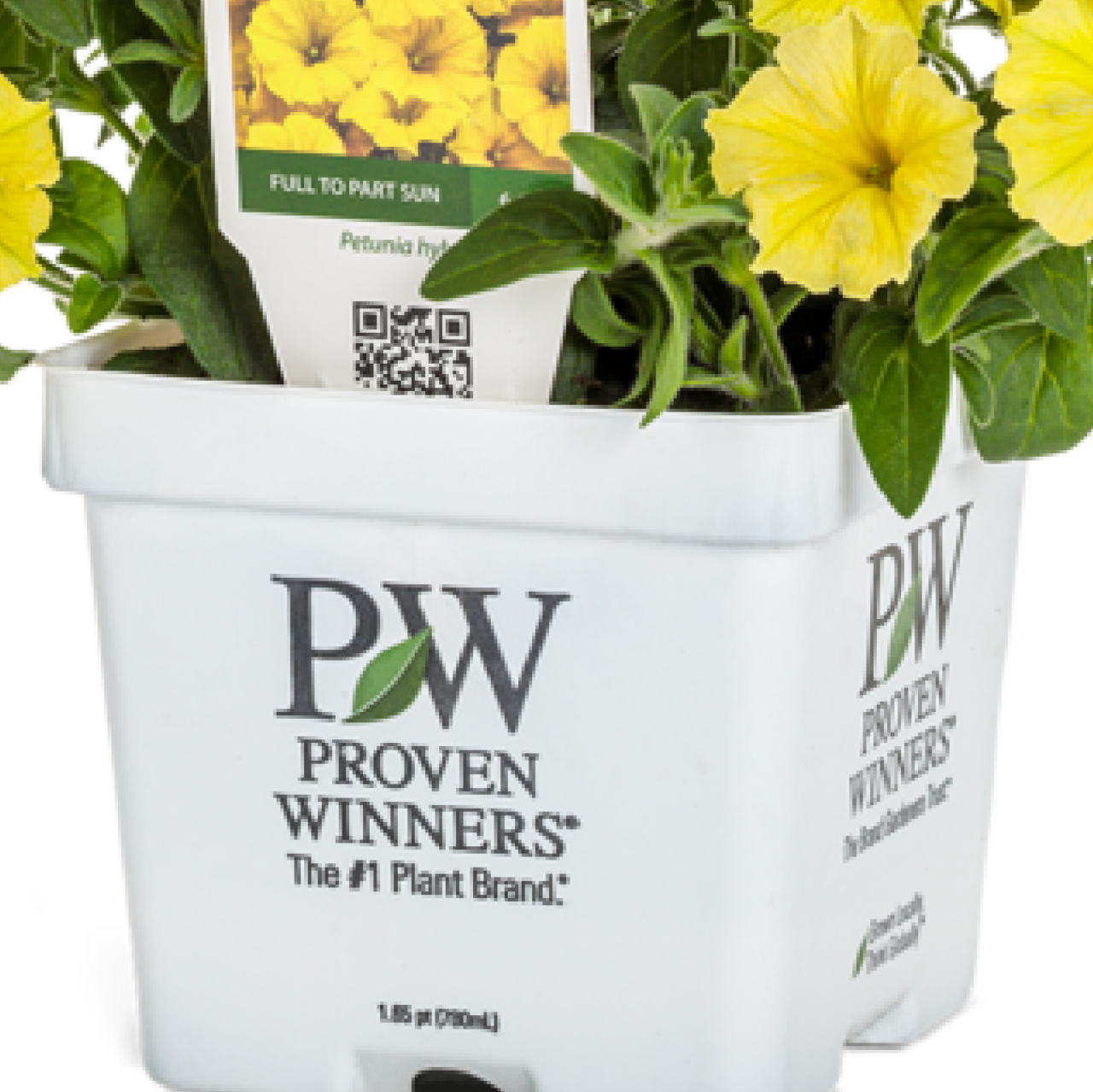 Four Star | Grower & Supplier of Proven Winners