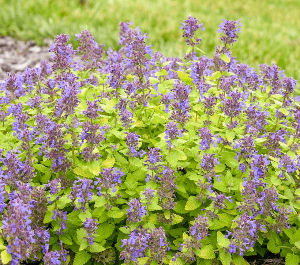 2026 New Varieties - Four Star | Grower & Supplier of Proven Winners