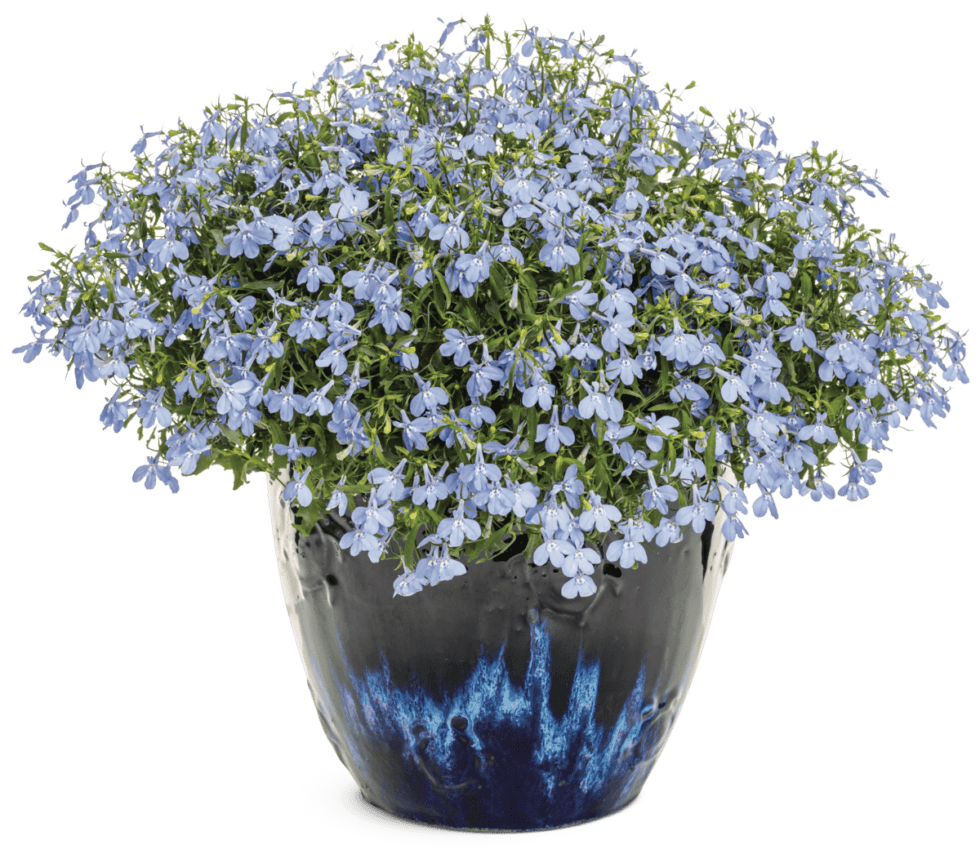 2026 New Varieties - Four Star | Grower & Supplier of Proven Winners