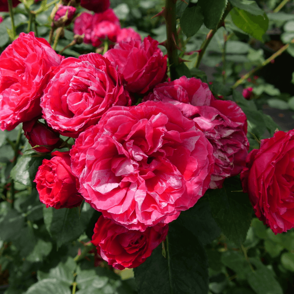 2026 New Varieties - Four Star | Grower & Supplier of Proven Winners