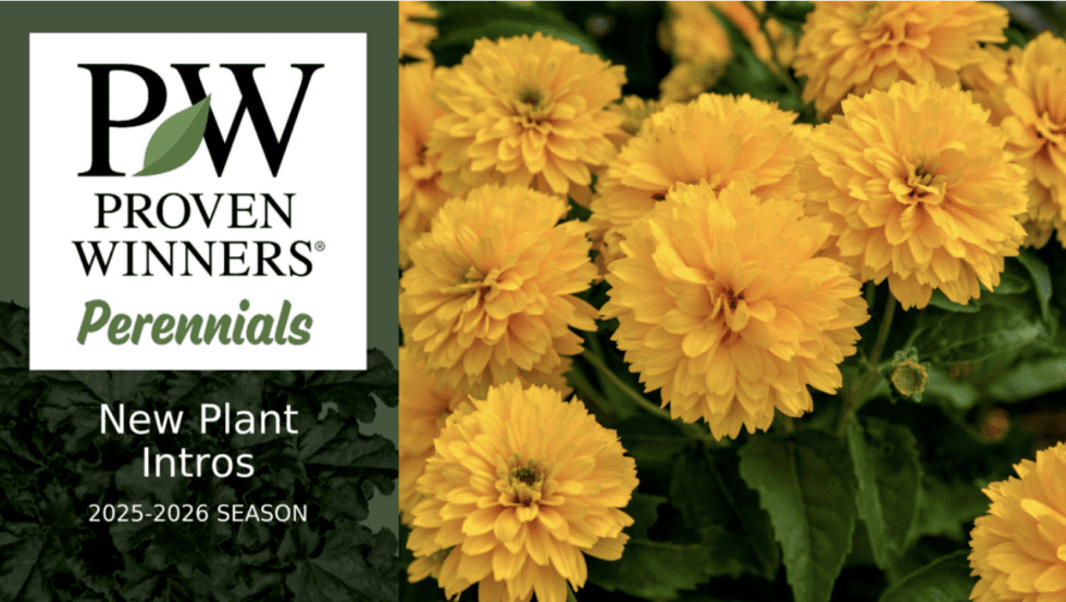 2026 New Varieties - Four Star | Grower & Supplier of Proven Winners