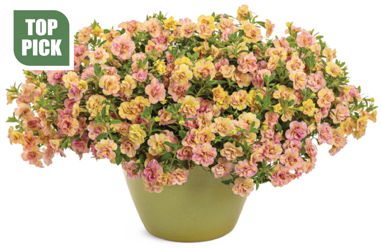 2026 New Varieties - Four Star | Grower & Supplier of Proven Winners
