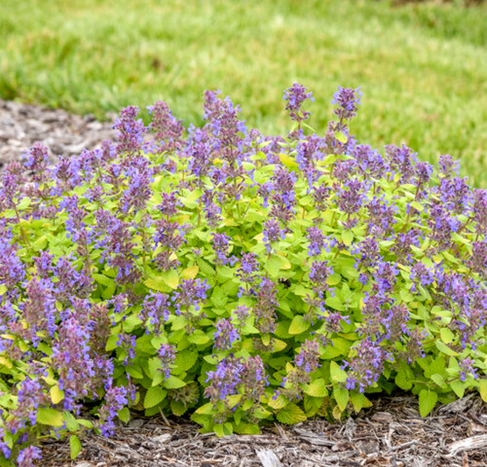 Perennials - Four Star | Grower & Supplier of Proven Winners