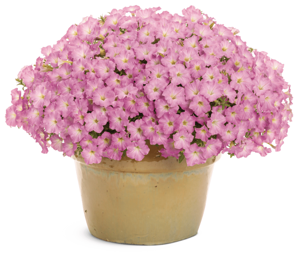 Supertunias® - Four Star | Grower & Supplier of Proven Winners