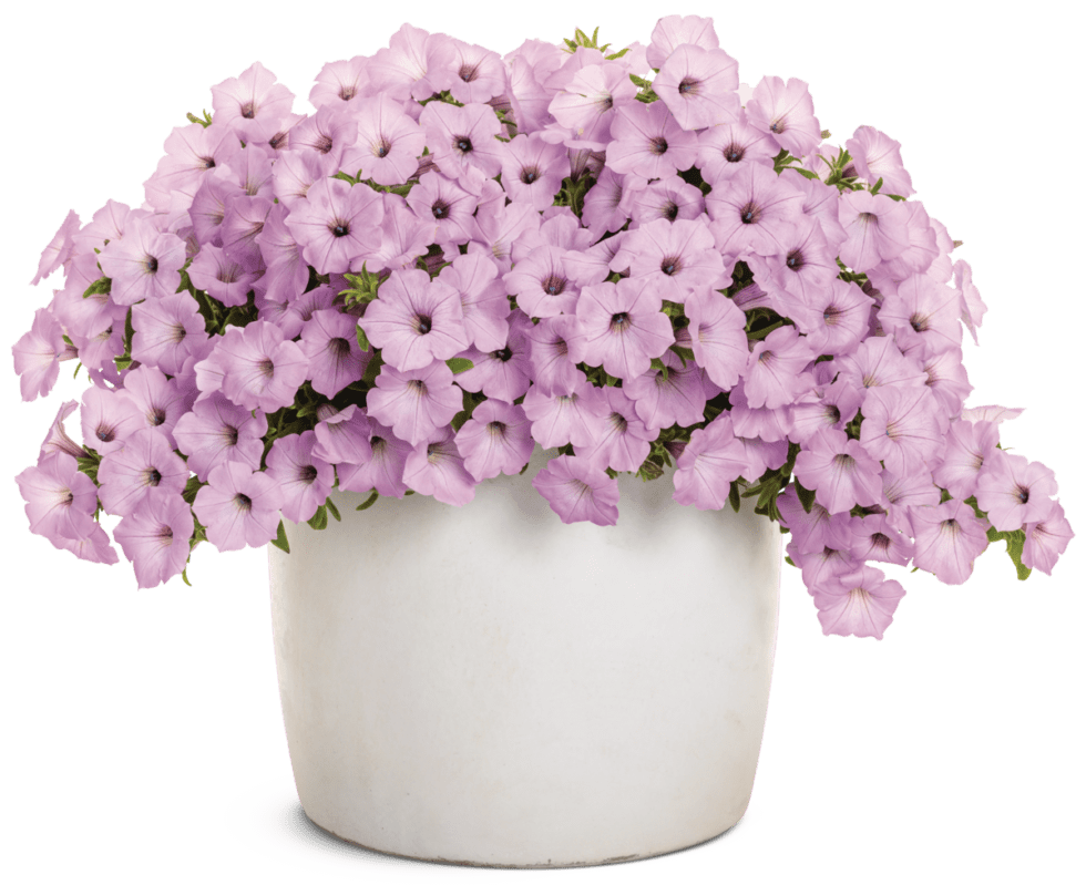 Supertunias® - Four Star | Grower & Supplier of Proven Winners