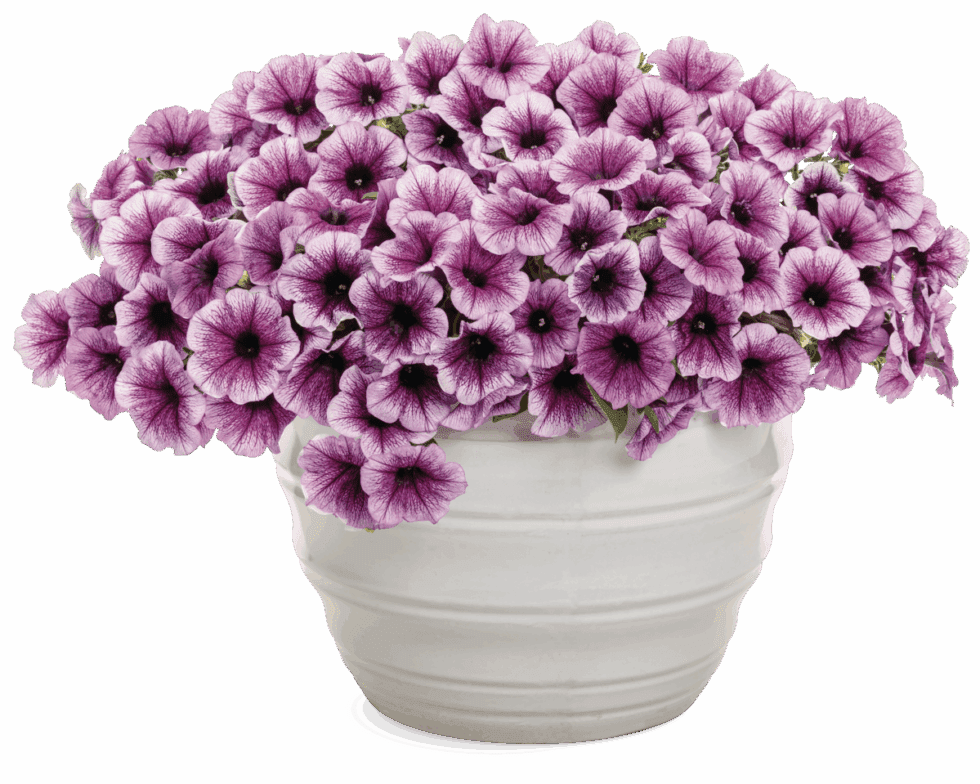 2026 New Varieties - Four Star | Grower & Supplier of Proven Winners